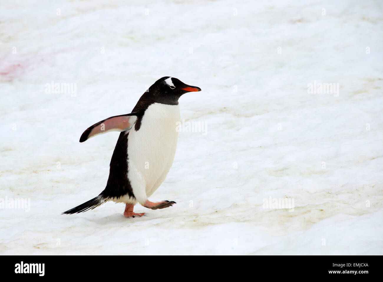 Gentoo penguin returning from sea walking up penguin track Peterman ...