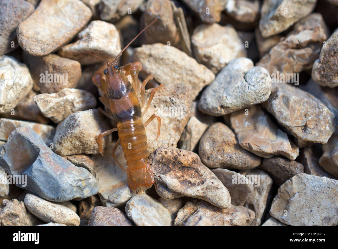 Rock pebble abstract background with baby crayfish walking Stock Photo ...