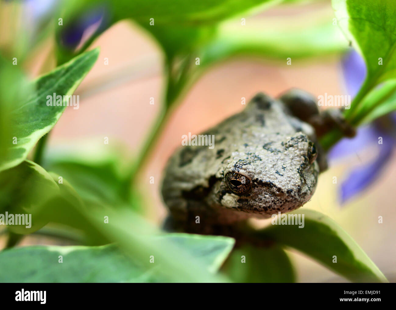 Tree frog on flowers hi-res stock photography and images - Alamy