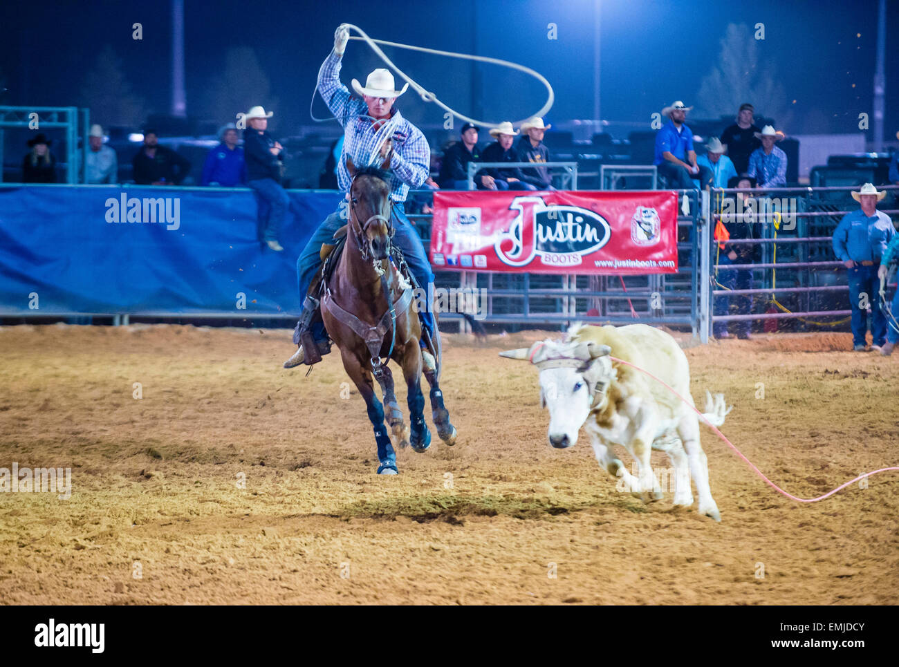 Cowboy Participating in a Calf roping Competition at the Clark County ...