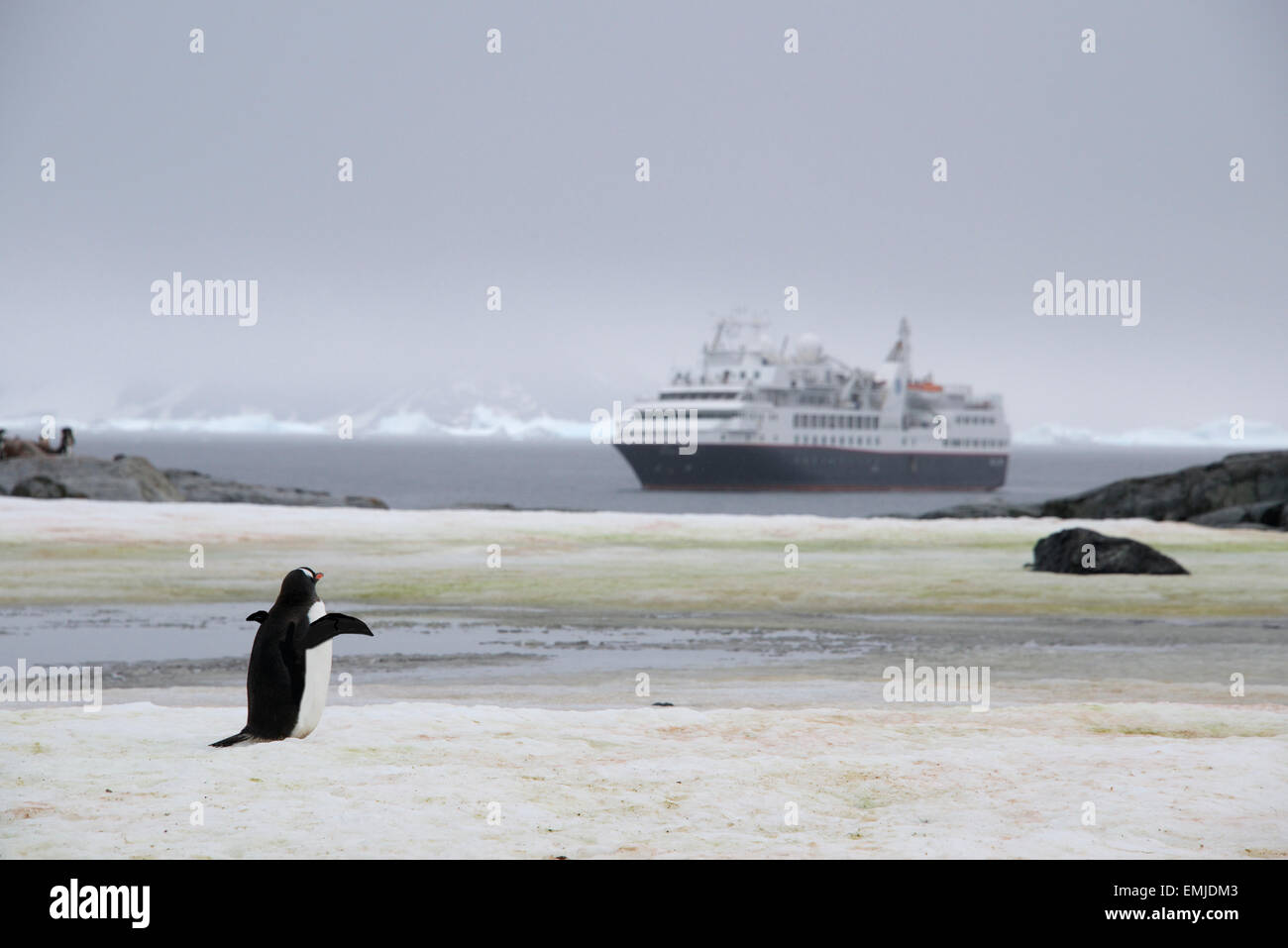 The penguin hi-res stock photography and images - Alamy