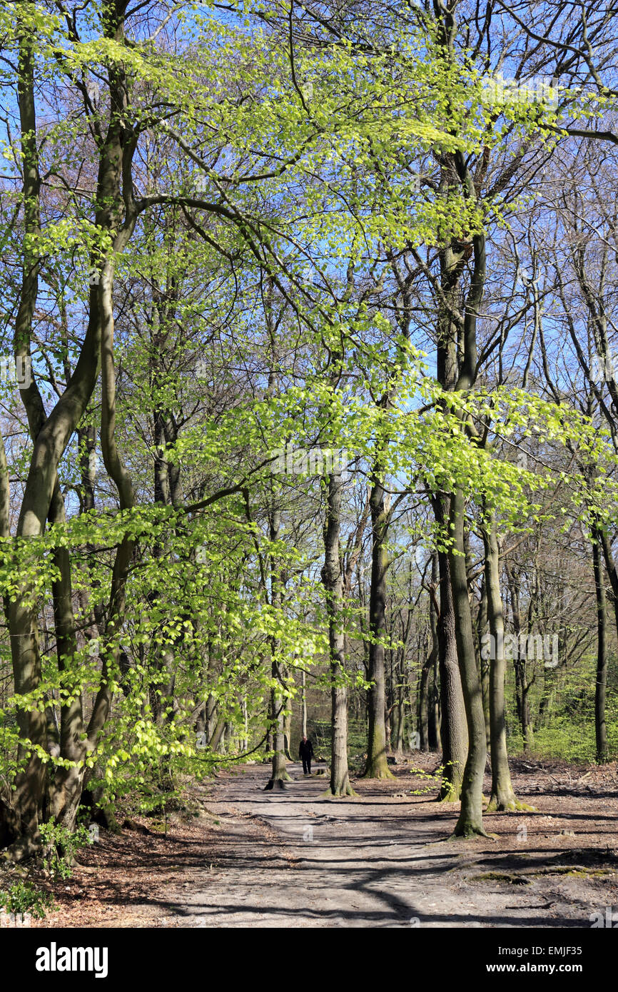 Mature beech trees fresh new hi-res stock photography and images - Alamy