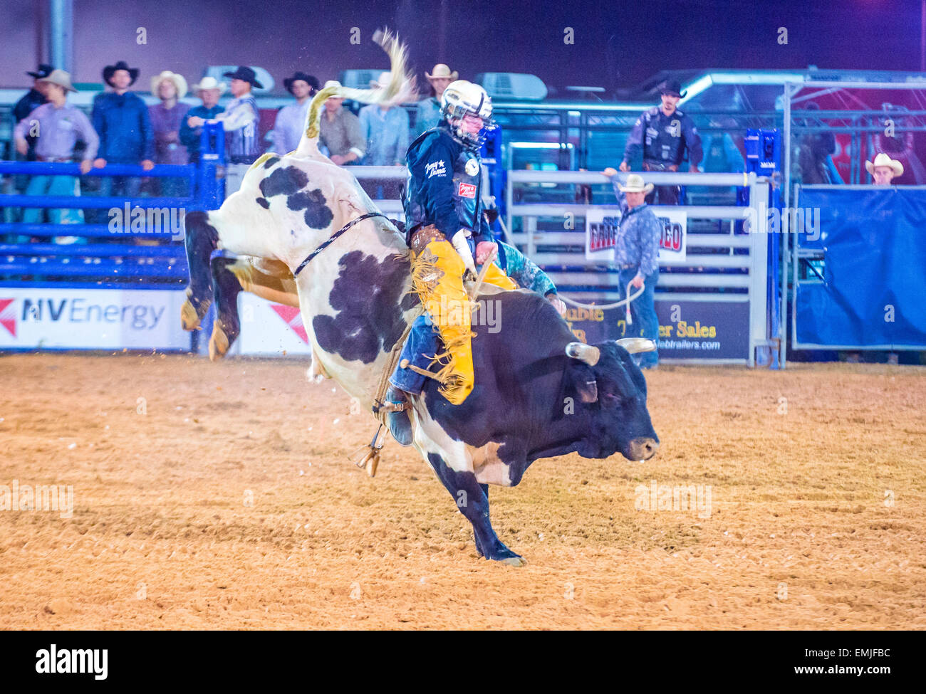 Cowboy Participating in a Bull riding Competition at the Clark County ...