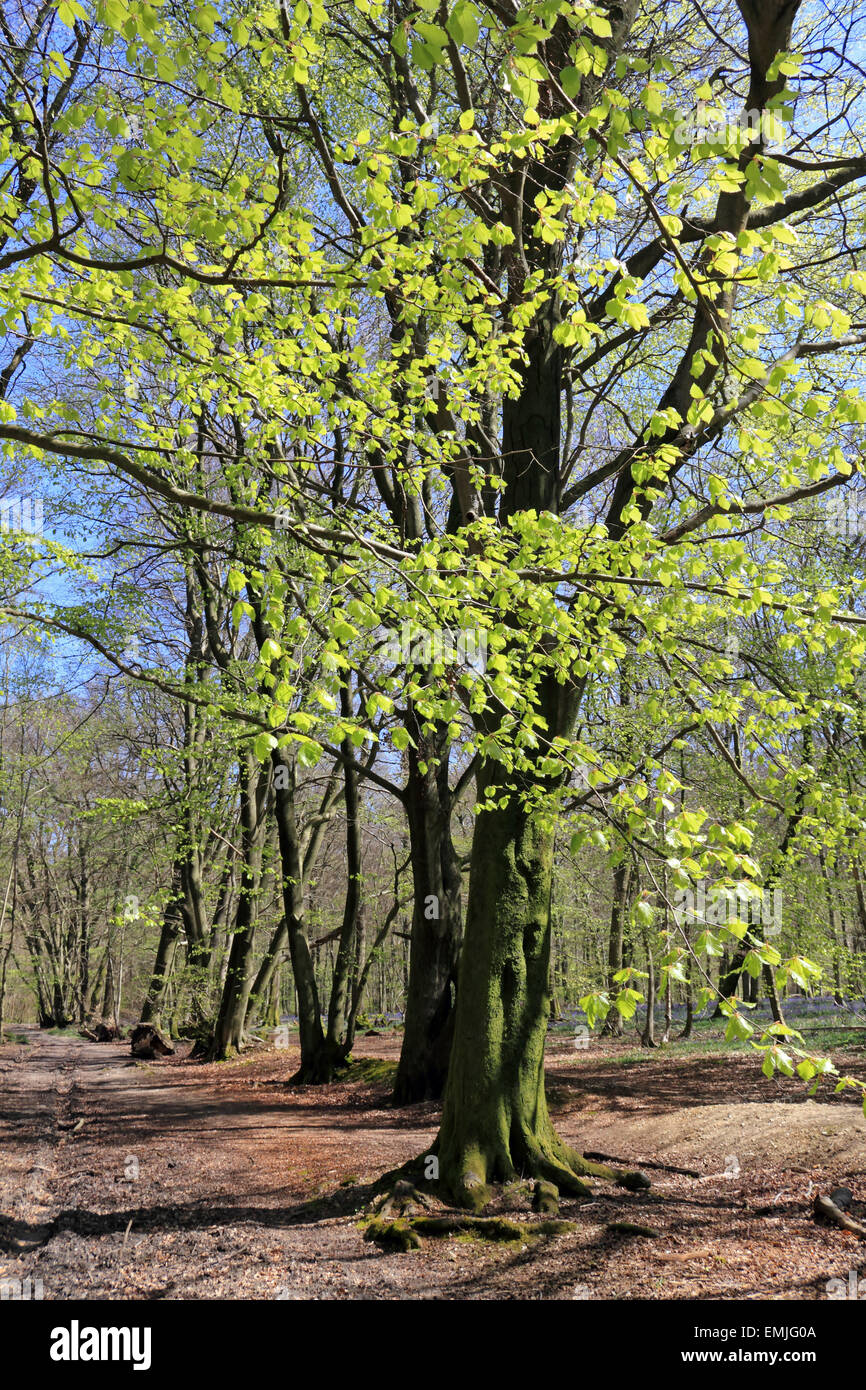 Surrey beech wood hi-res stock photography and images - Alamy