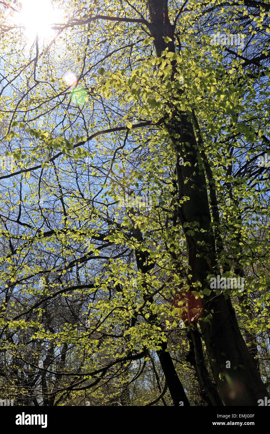 Tall trees sunburst hi-res stock photography and images - Alamy