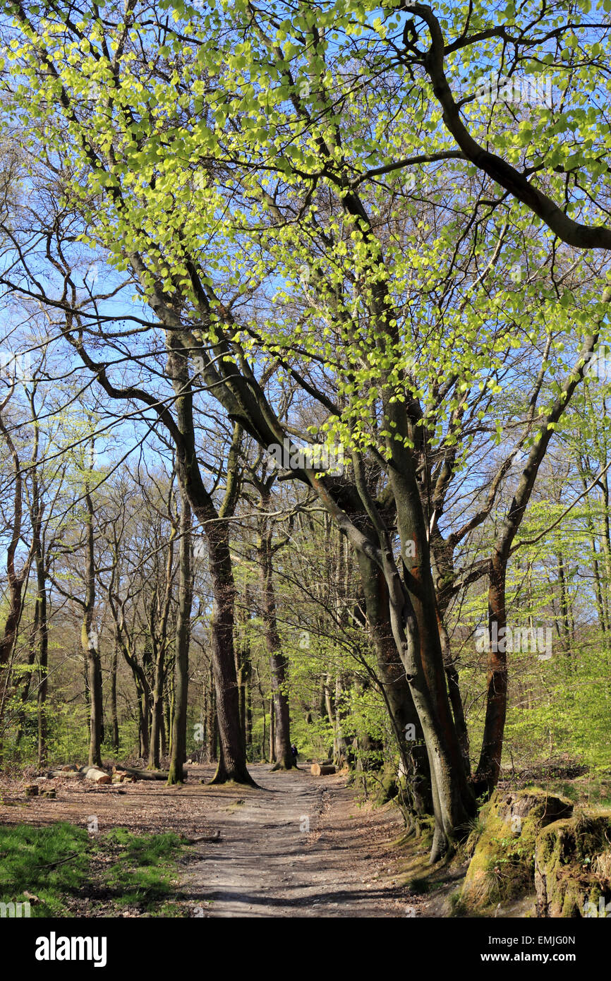 Surrey woodland uk hi-res stock photography and images - Alamy