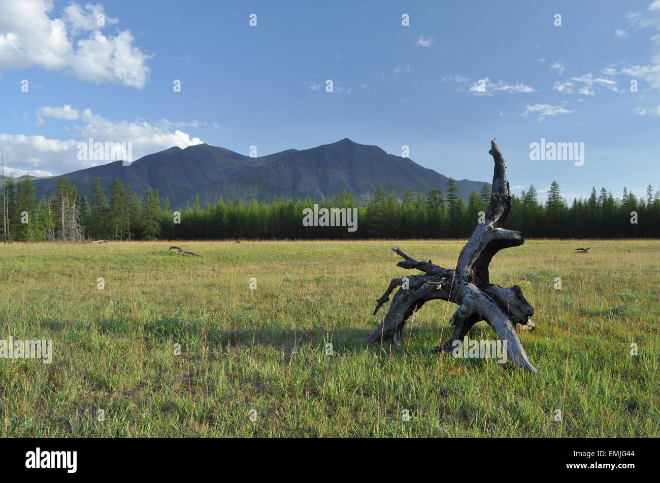 Green meadows in mountain valley of the river Suntar. Russia, Yakutia ...