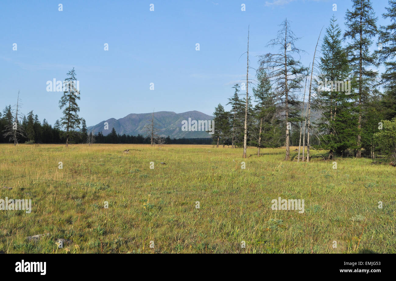 Green meadows in mountain valley of the river Suntar. Russia, Yakutia ...