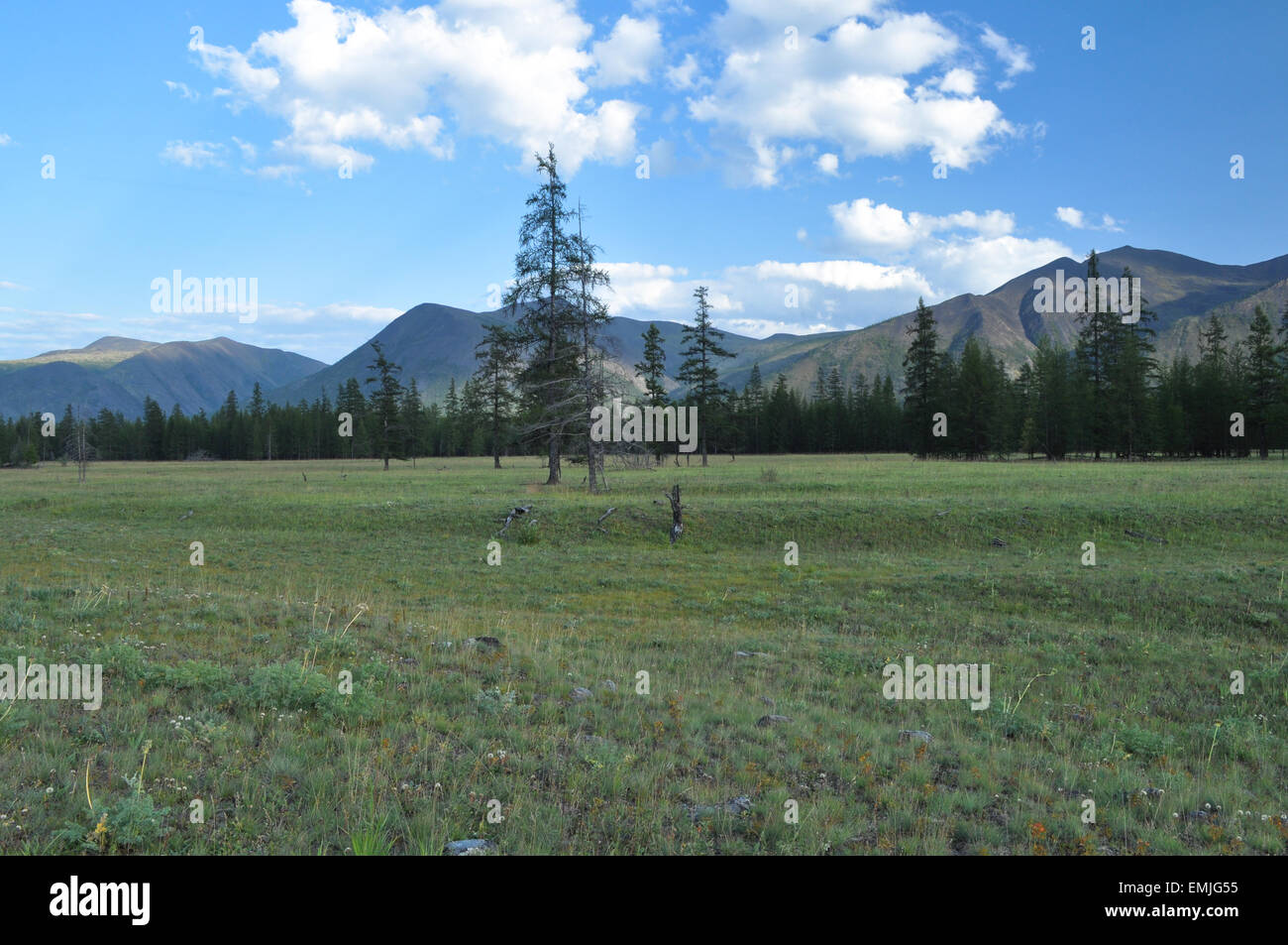 Green meadows in mountain valley of the river Suntar. Russia, Yakutia ...