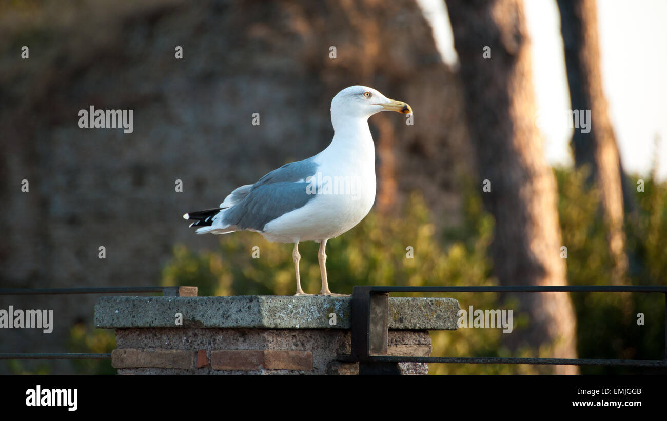 The seagul hi-res stock photography and images - Alamy