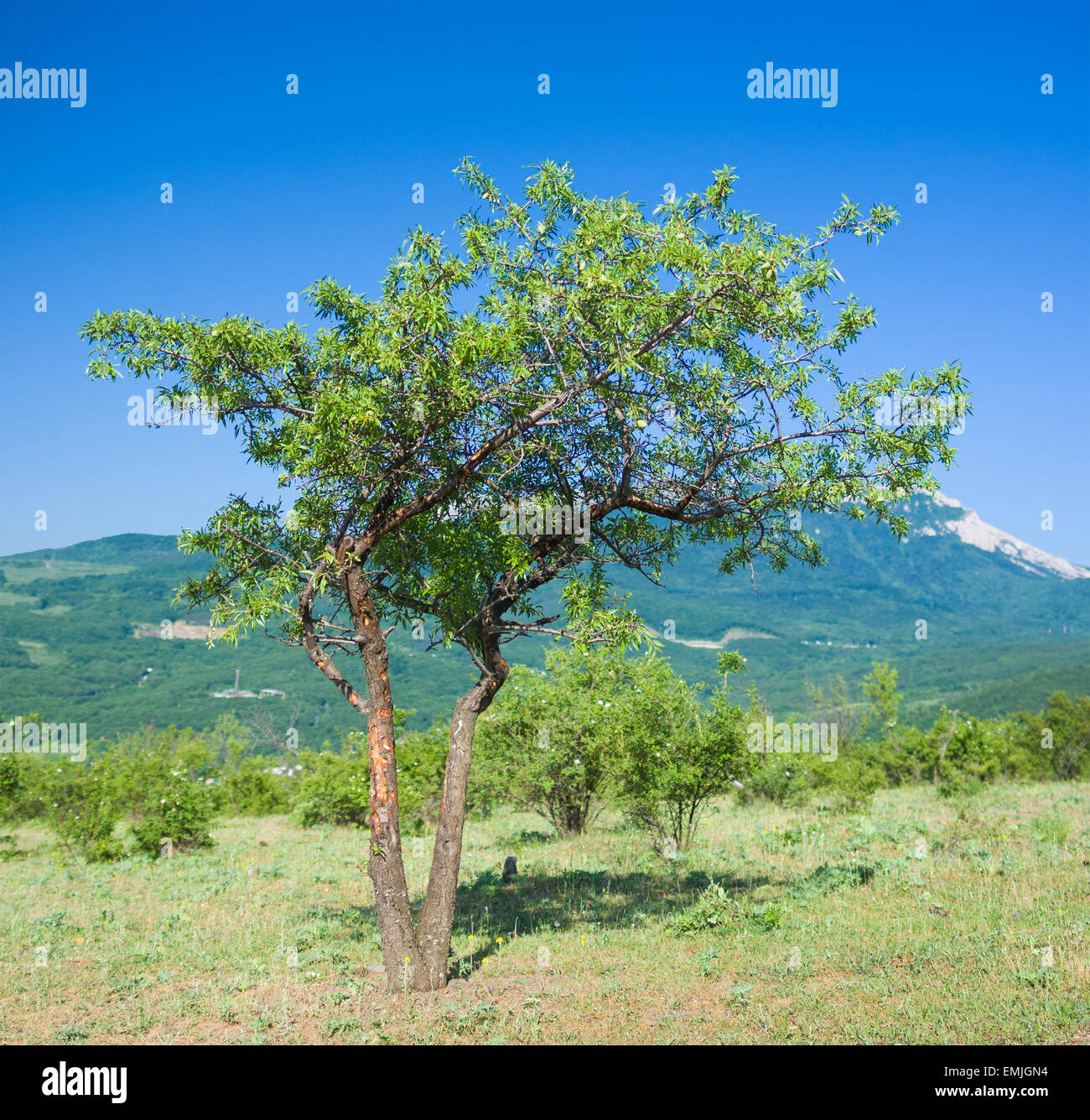 Lonely quince tree in Crimean mountains Stock Photo - Alamy