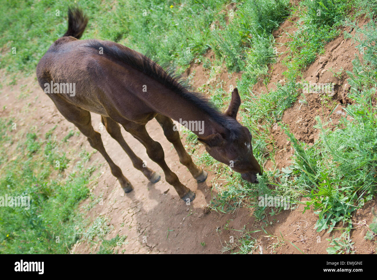 Cute foal is having lunch on a spring pasture Stock Photo - Alamy