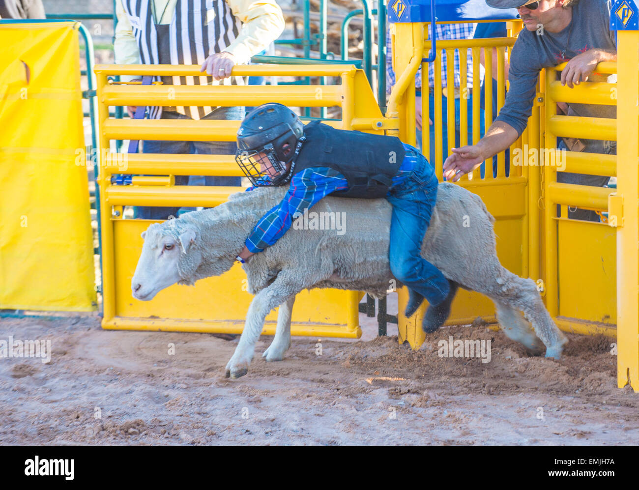 A boy riding on a sheep during a Mutton Busting contest at the Clark ...