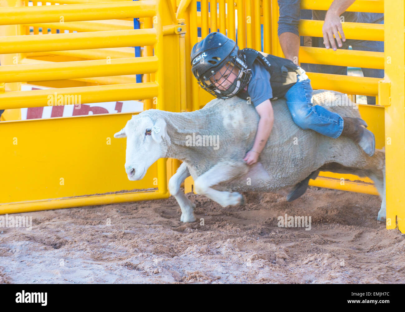 A boy riding on a sheep during a Mutton Busting contest at the Clark ...