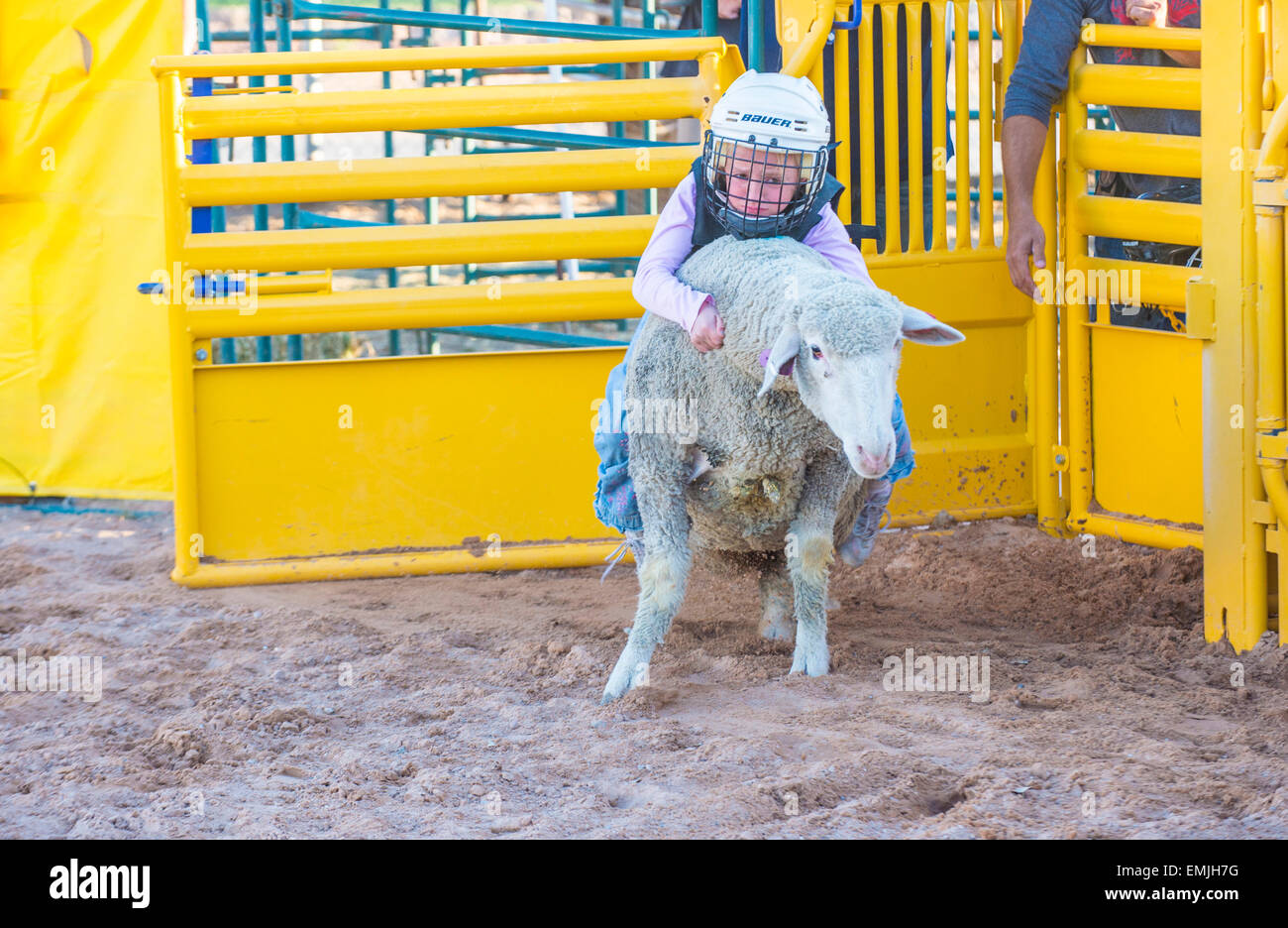A boy riding on a sheep during a Mutton Busting contest at the Clark ...