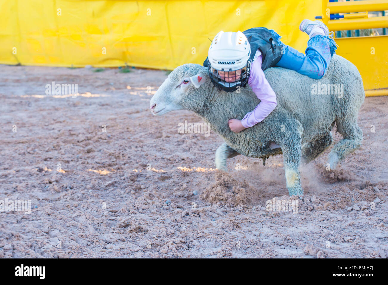 A boy riding on a sheep during a Mutton Busting contest at the Clark ...