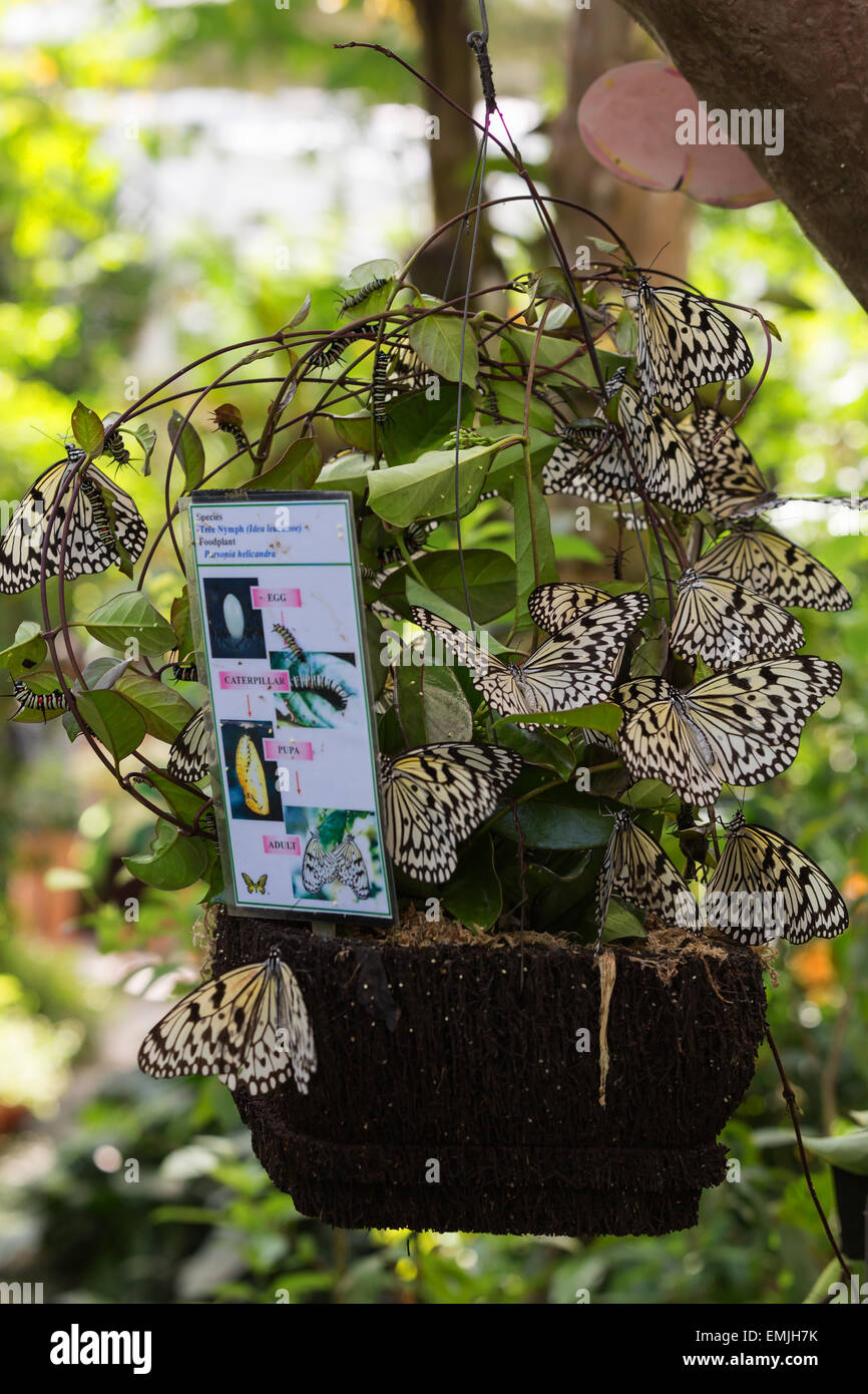 Large Tree Nymphs butterfly Stock Photo - Alamy