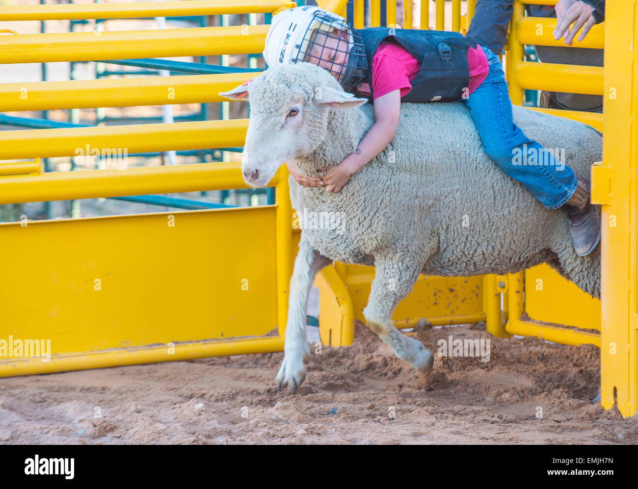 A boy riding on a sheep during a Mutton Busting contest at the Clark ...