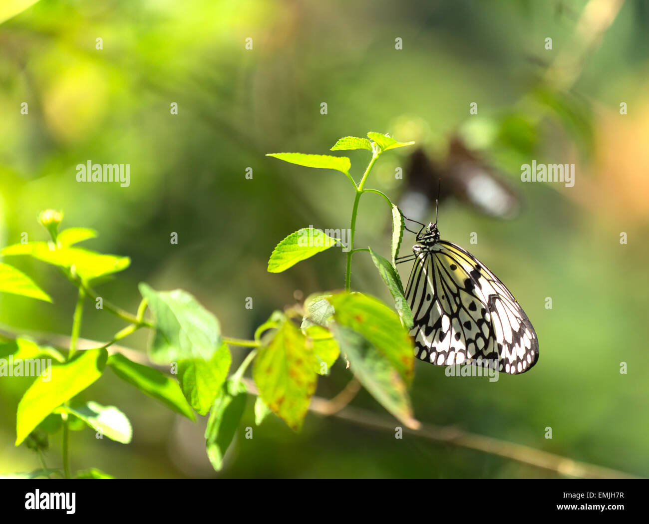 Large tree nymphs butterfly hi-res stock photography and images - Alamy
