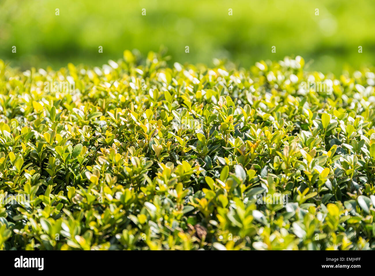 Bush seamless texture background hi-res stock photography and images ...