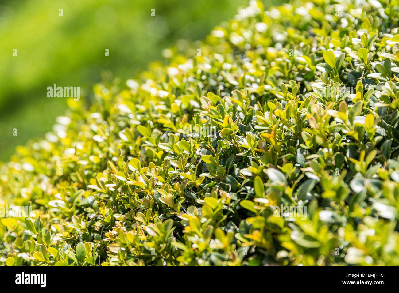 Fresh Bush Leaves Texture Background Pattern Stock Photo - Alamy