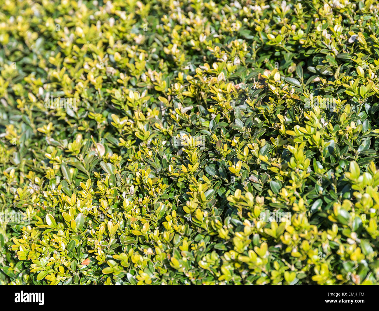 Fresh Bush Leaves Texture Background Pattern Stock Photo - Alamy
