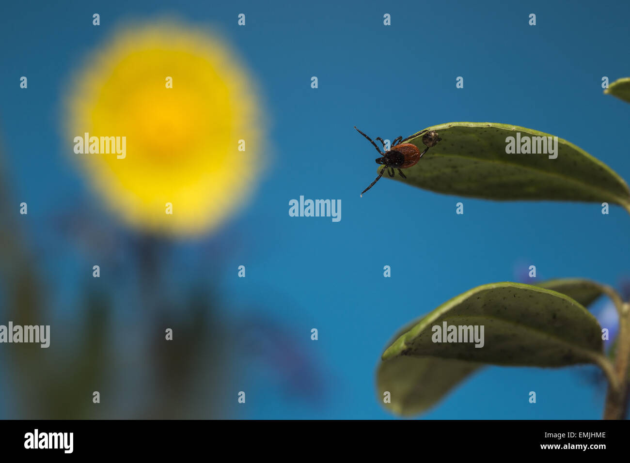 The castor bean tick (Ixodes ricinus Stock Photo - Alamy