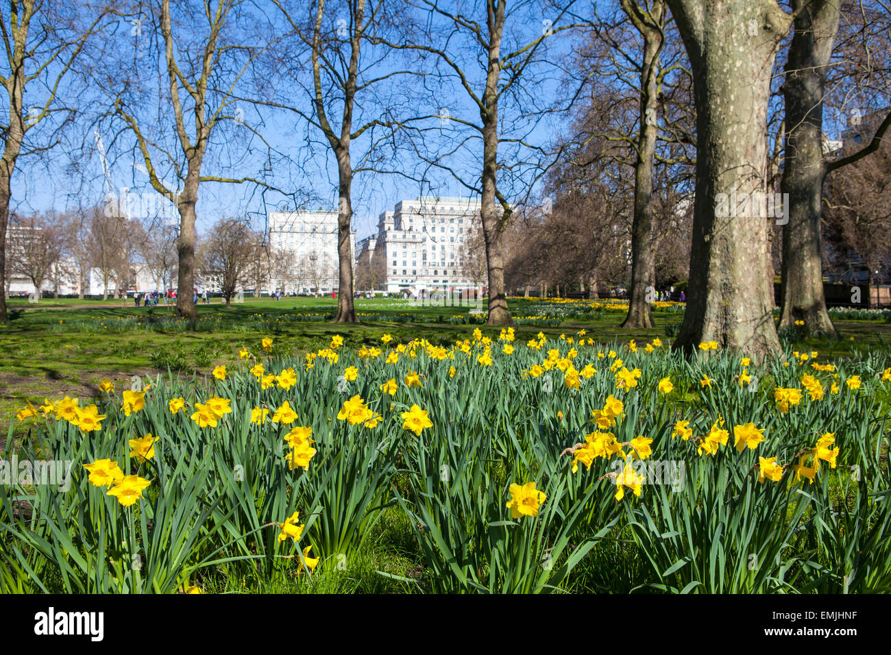 A beuatiful view of Green Park in London during Spring Stock Photo - Alamy