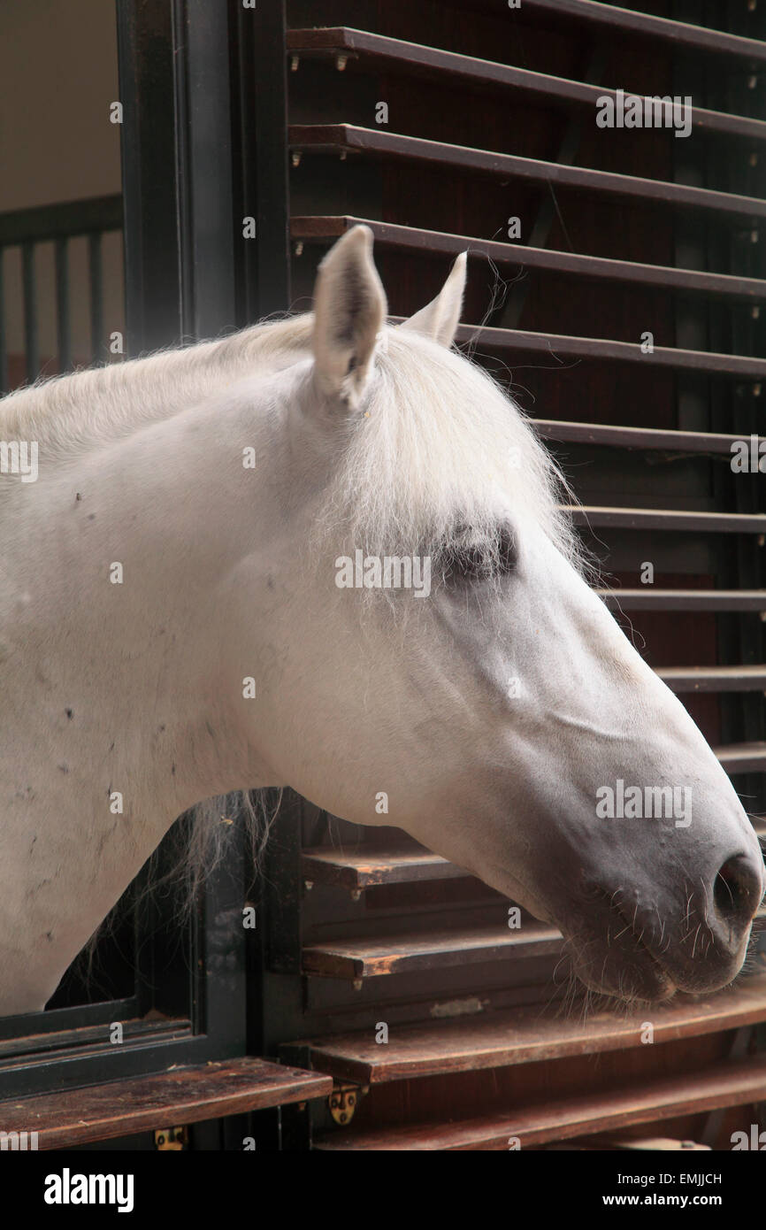 Austria, Vienna, Spanish Riding School, stables, white horse Stock ...