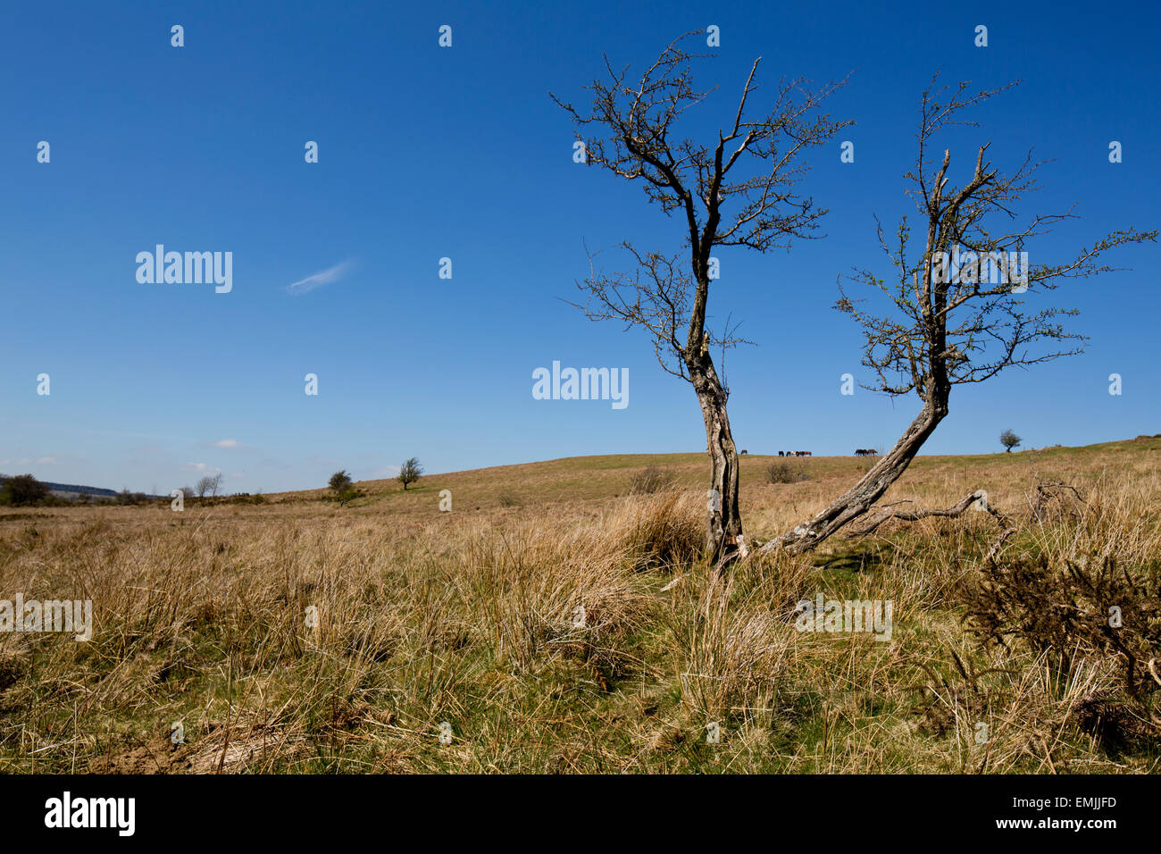 Stunted tree on Vagar Hill Common, Herefordshire Stock Photo - Alamy