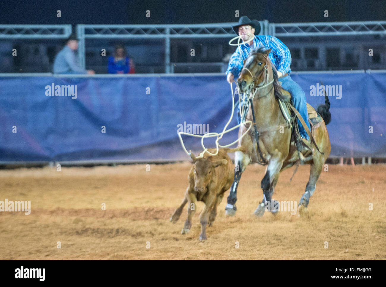Cowboy Participating in a Calf roping Competition at the Clark County ...
