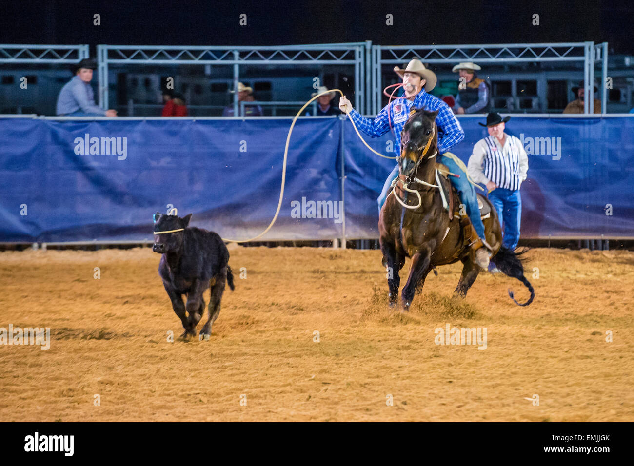 Cowboy Participating in a Calf roping Competition at the Clark County ...