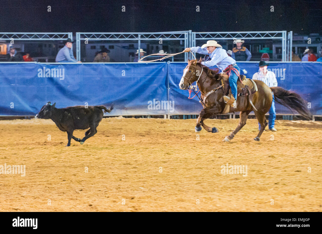 Cowboy Participating in a Calf roping Competition at the Clark County ...