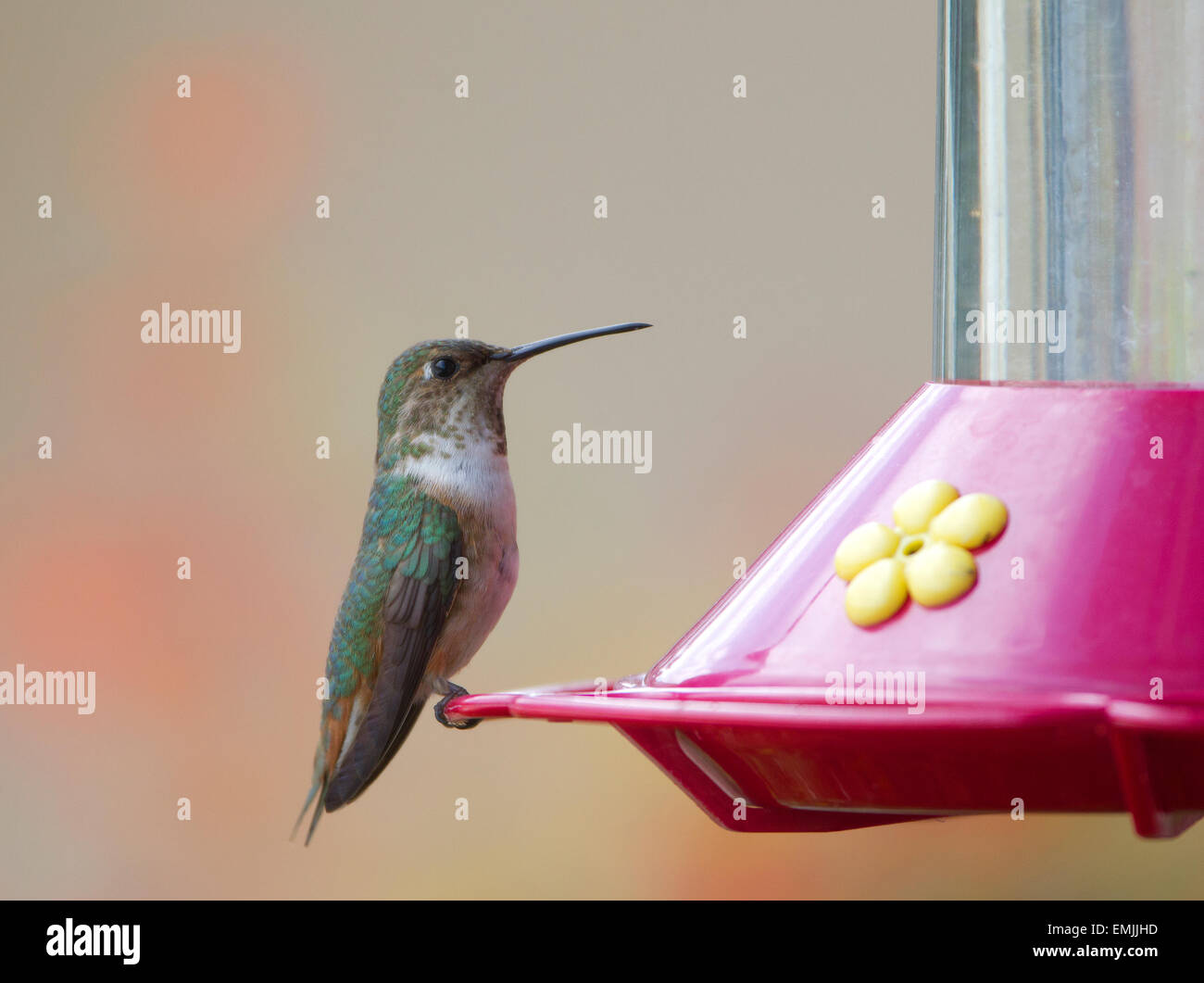 Allen's Hummingbird Female at Feeder Stock Photo - Alamy