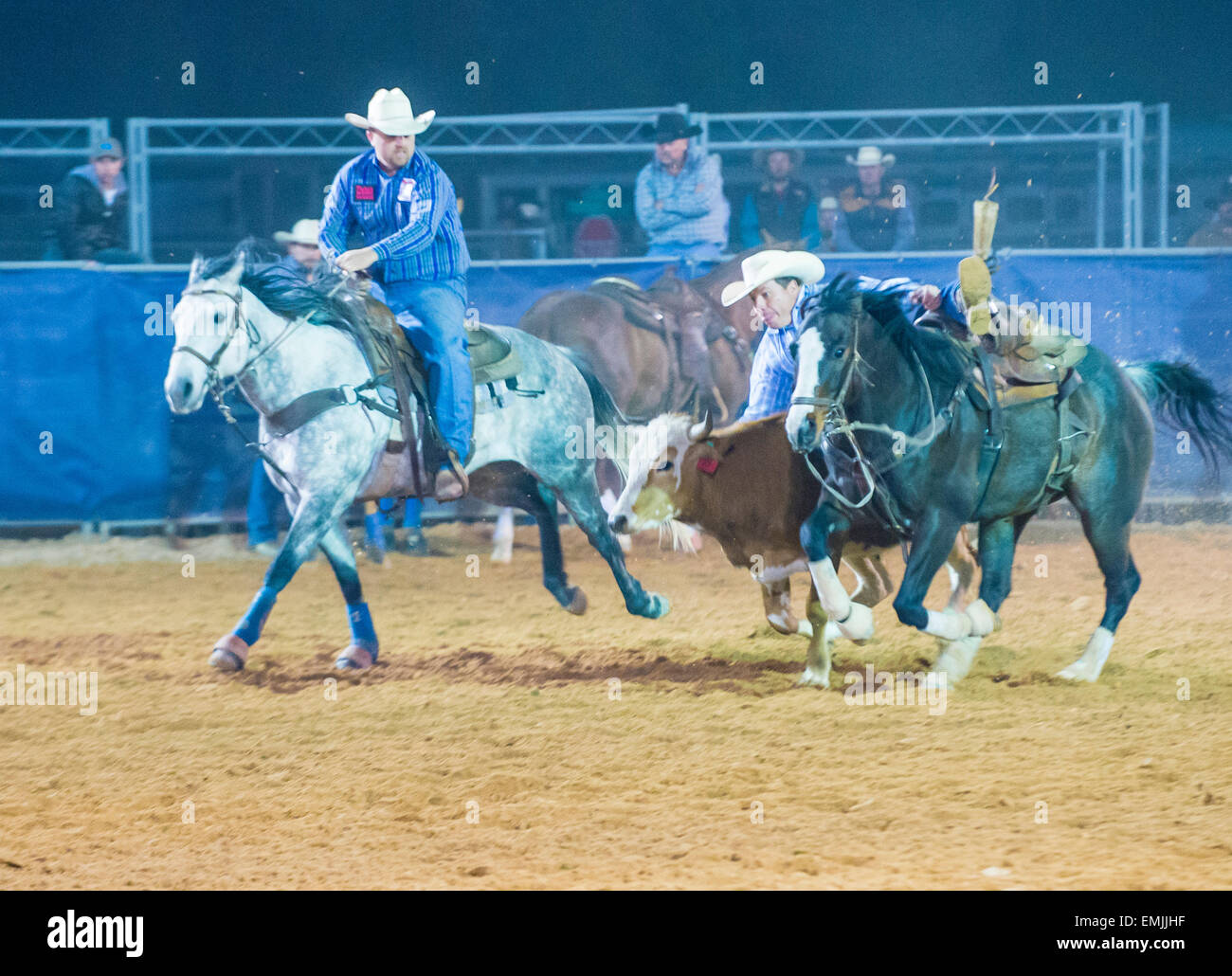 Cowboy Participating in a Steer wrestling Competition at the Clark ...