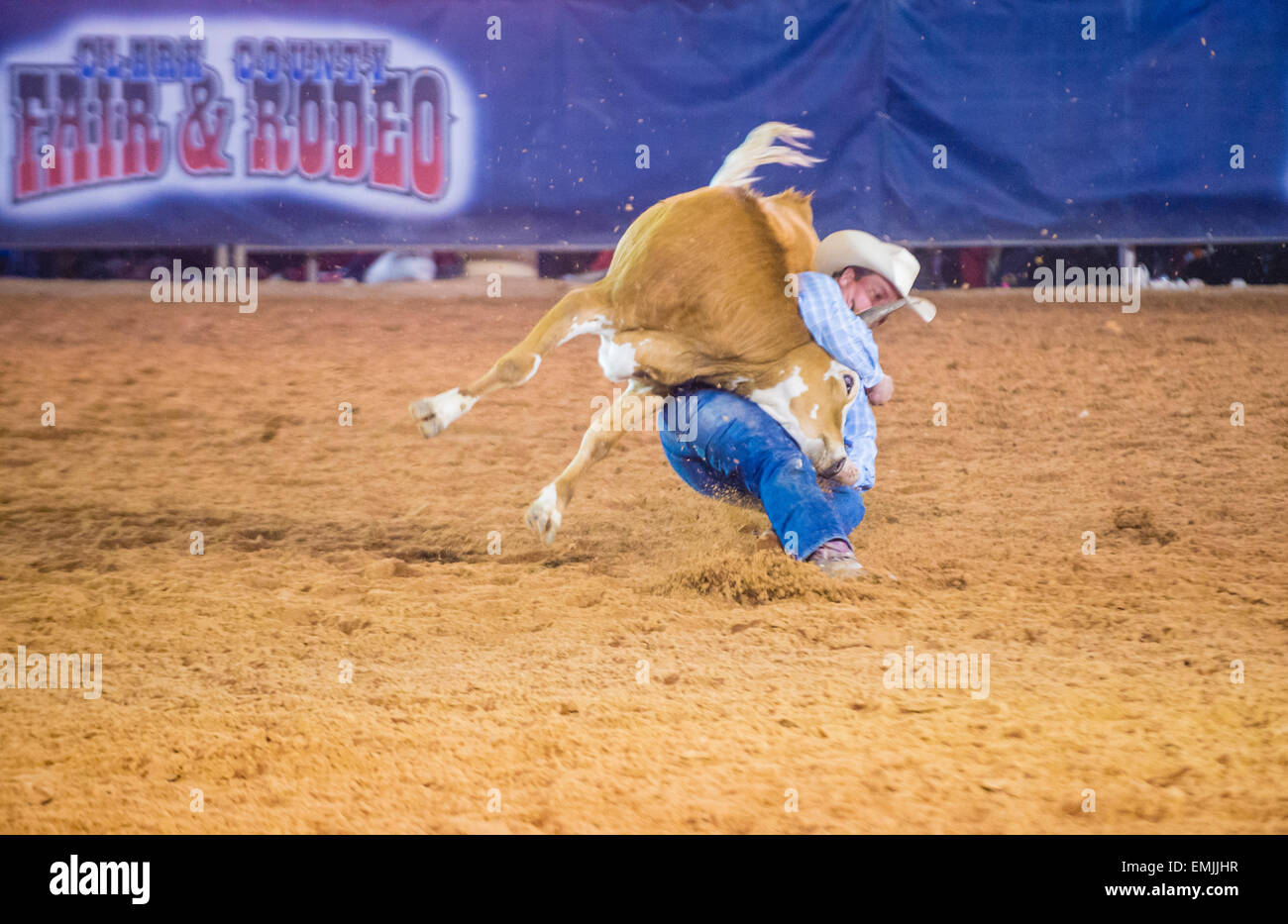 Cowboy Participating in a Steer wrestling Competition at the Clark ...