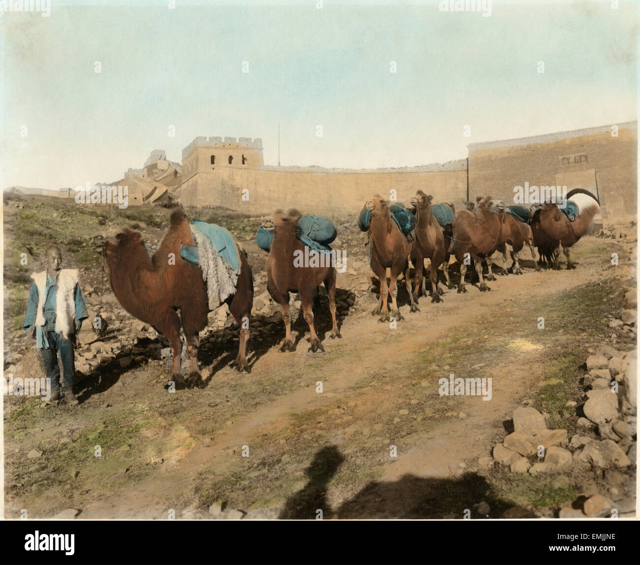 Camel Caravan Passing Great Wall, Badaling, China, circa 1930 Stock ...