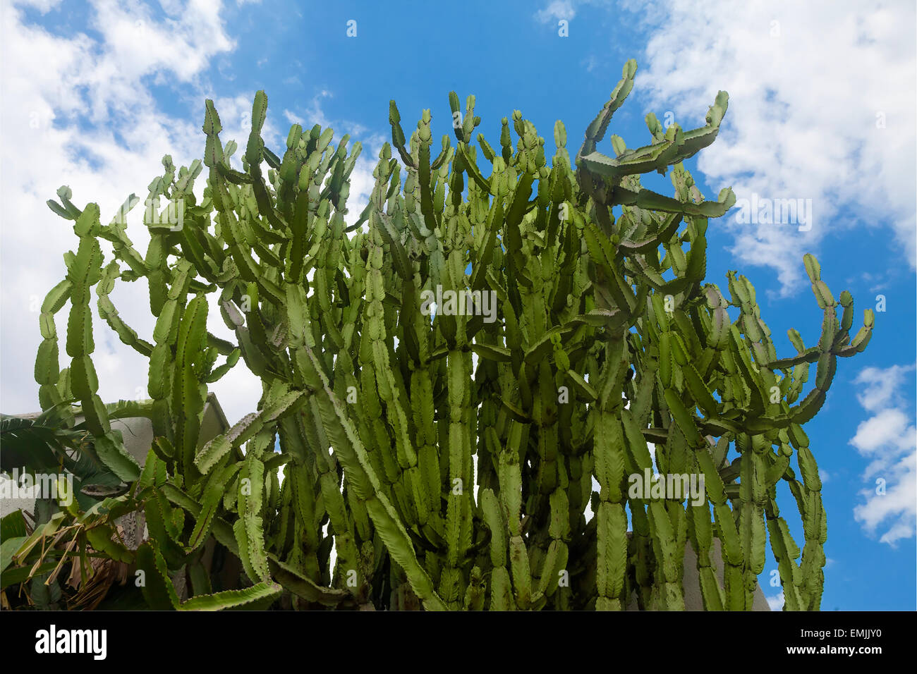 Tree like cactus hi-res stock photography and images - Alamy
