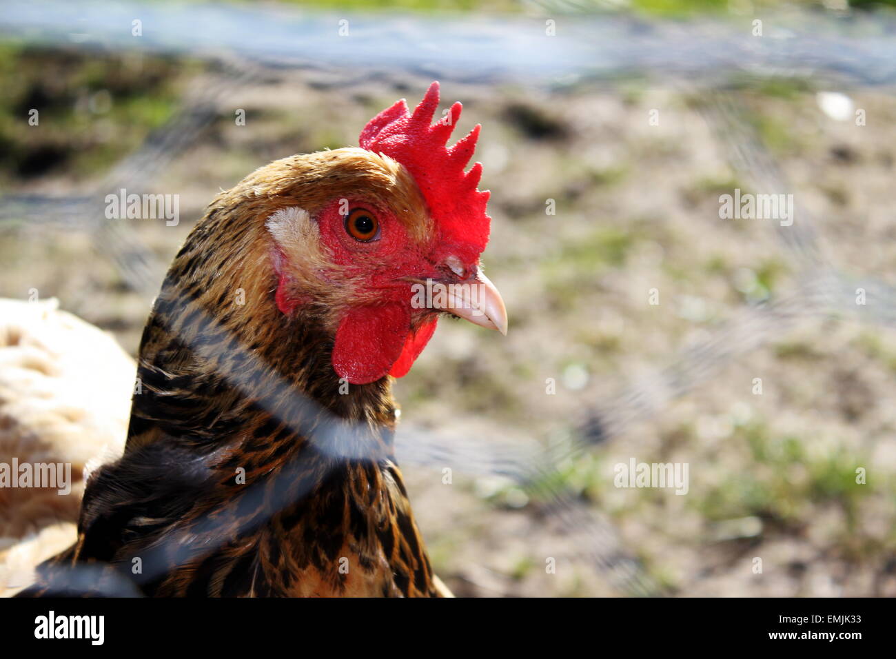 Free range chicken hi-res stock photography and images - Alamy