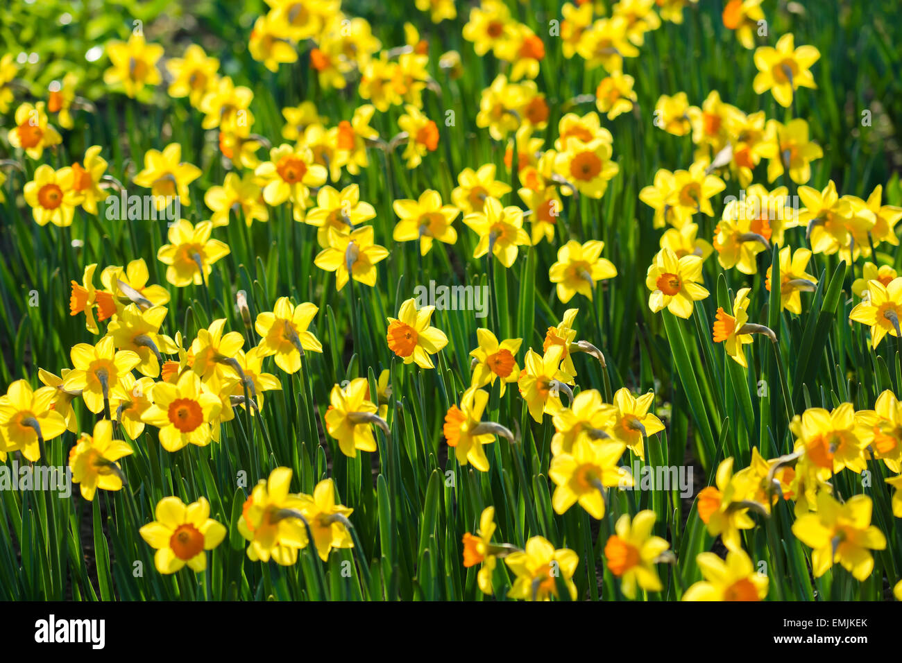 Bunch Of Yellow Daffodils In The Sunlight Stock Photo - Alamy
