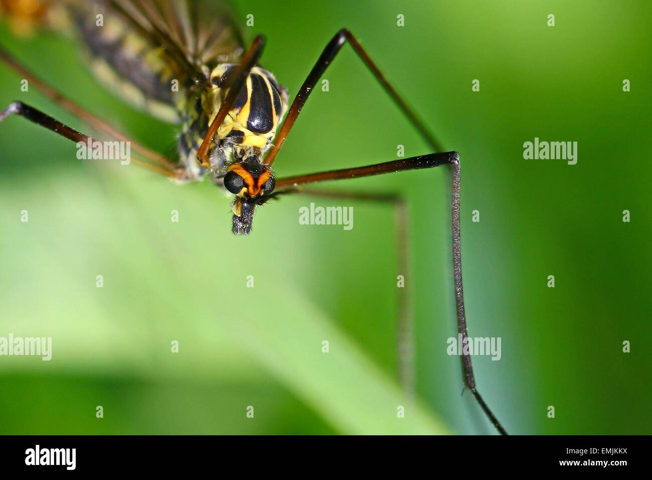 All The Swamp Insects