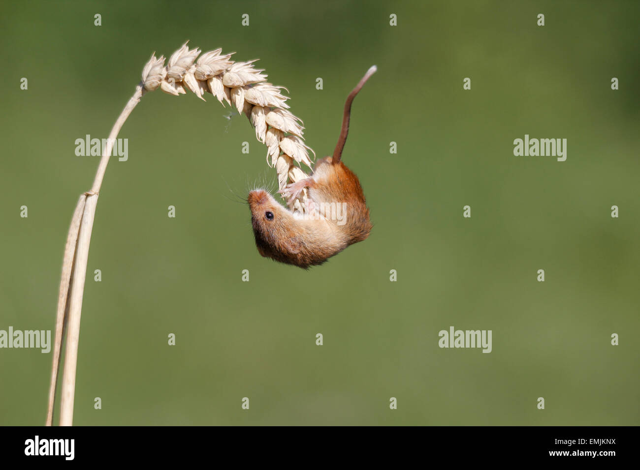 Minutas hi-res stock photography and images - Alamy