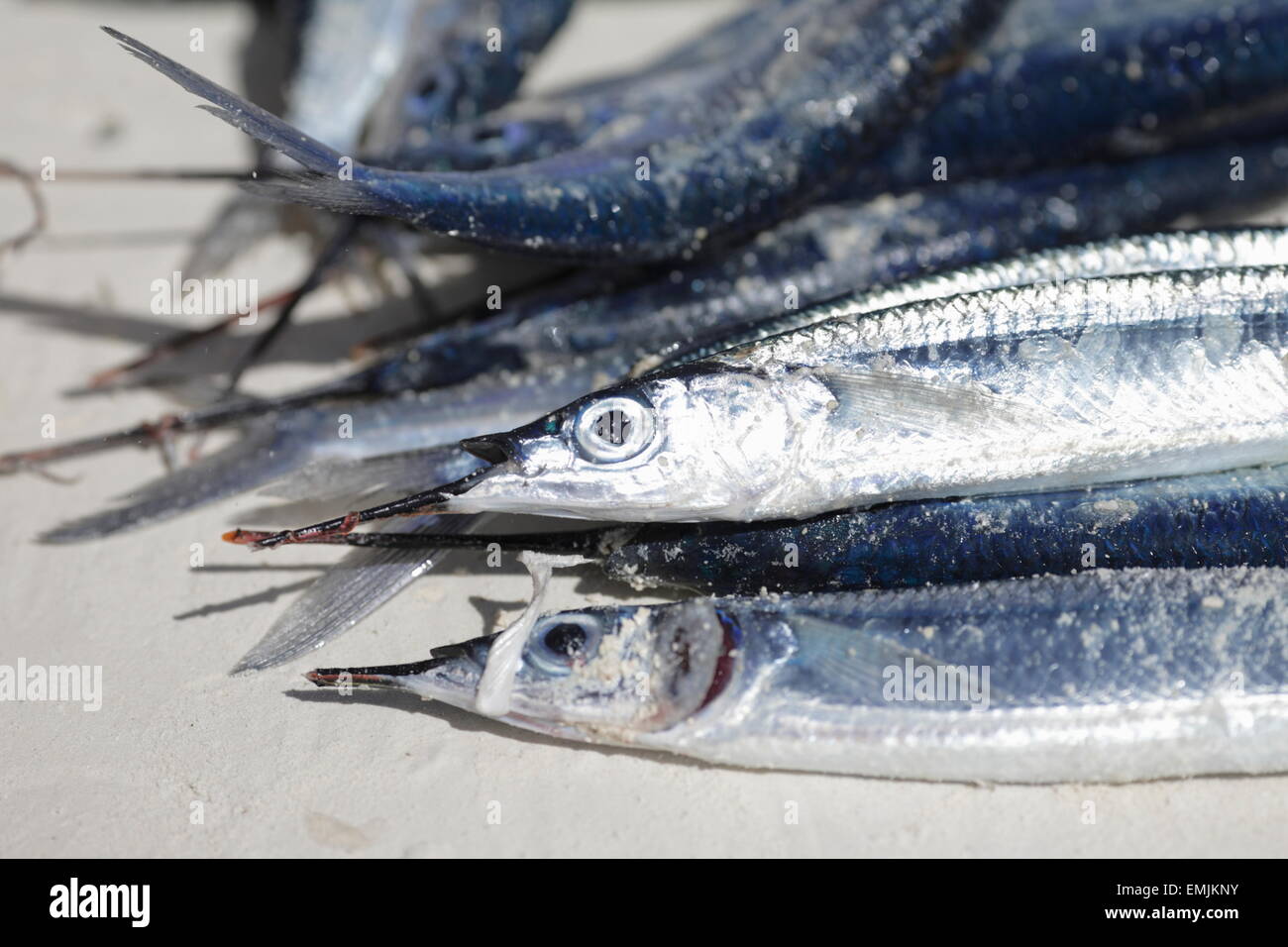 Zanzibar fish hi-res stock photography and images - Alamy