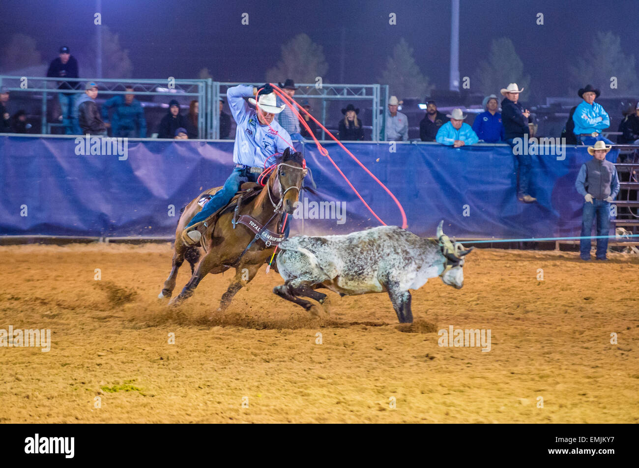 Cowboy Participating in a Calf roping Competition at the Clark County ...
