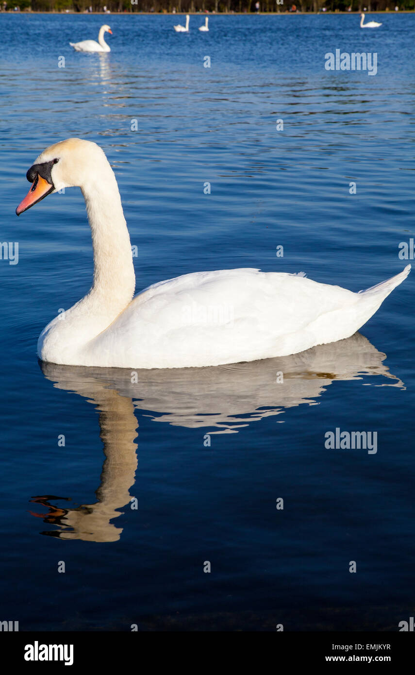 Swans on the Round Pond in Kensington Gardens, London Stock Photo - Alamy