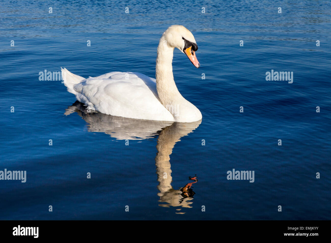 A Swan on the Round Pond in Kensington Gardens, London Stock Photo - Alamy