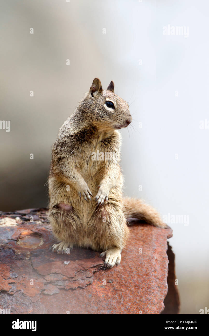 Ground Squirrel Standing Up Stock Photo - Alamy