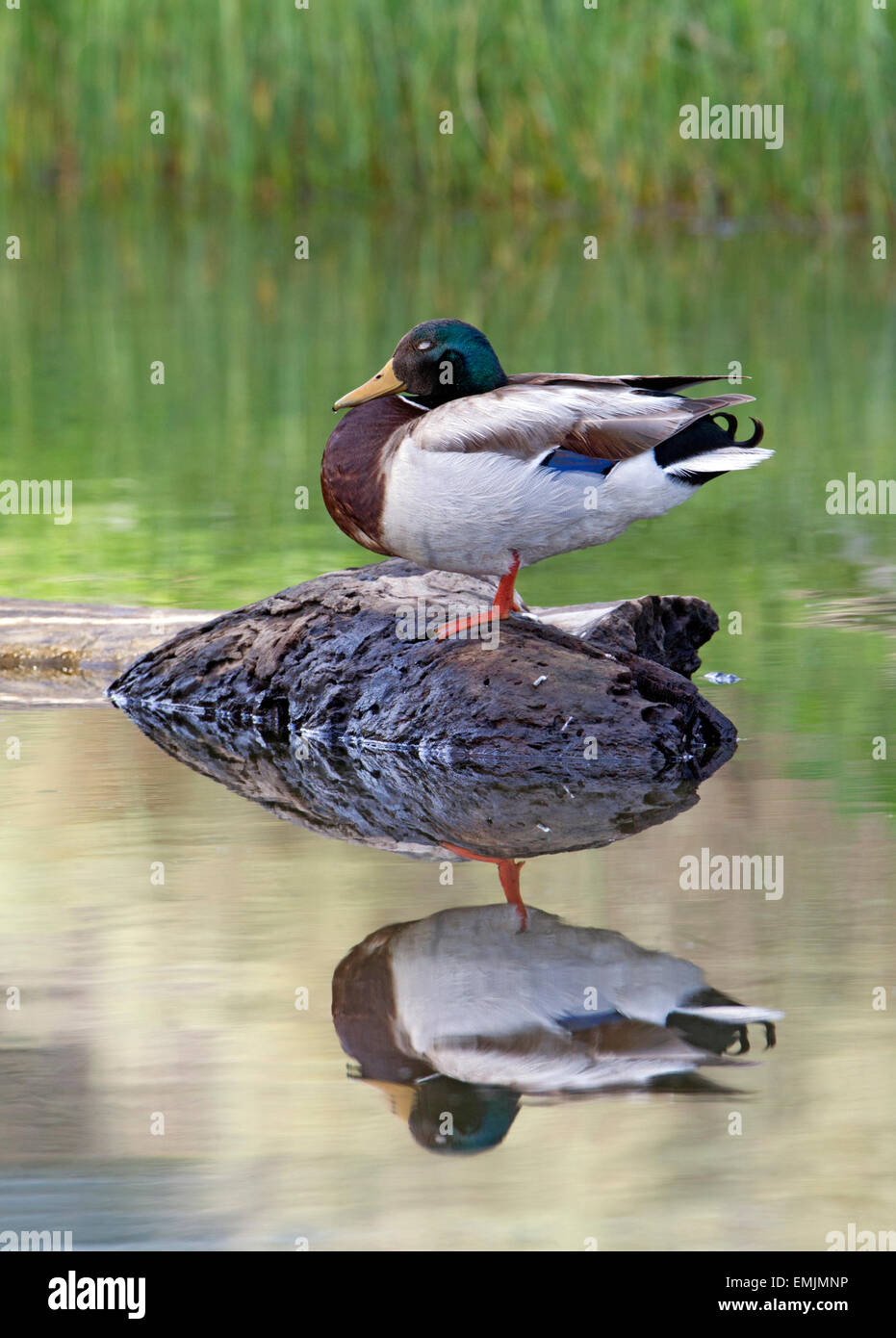 Drake rock hi-res stock photography and images - Alamy