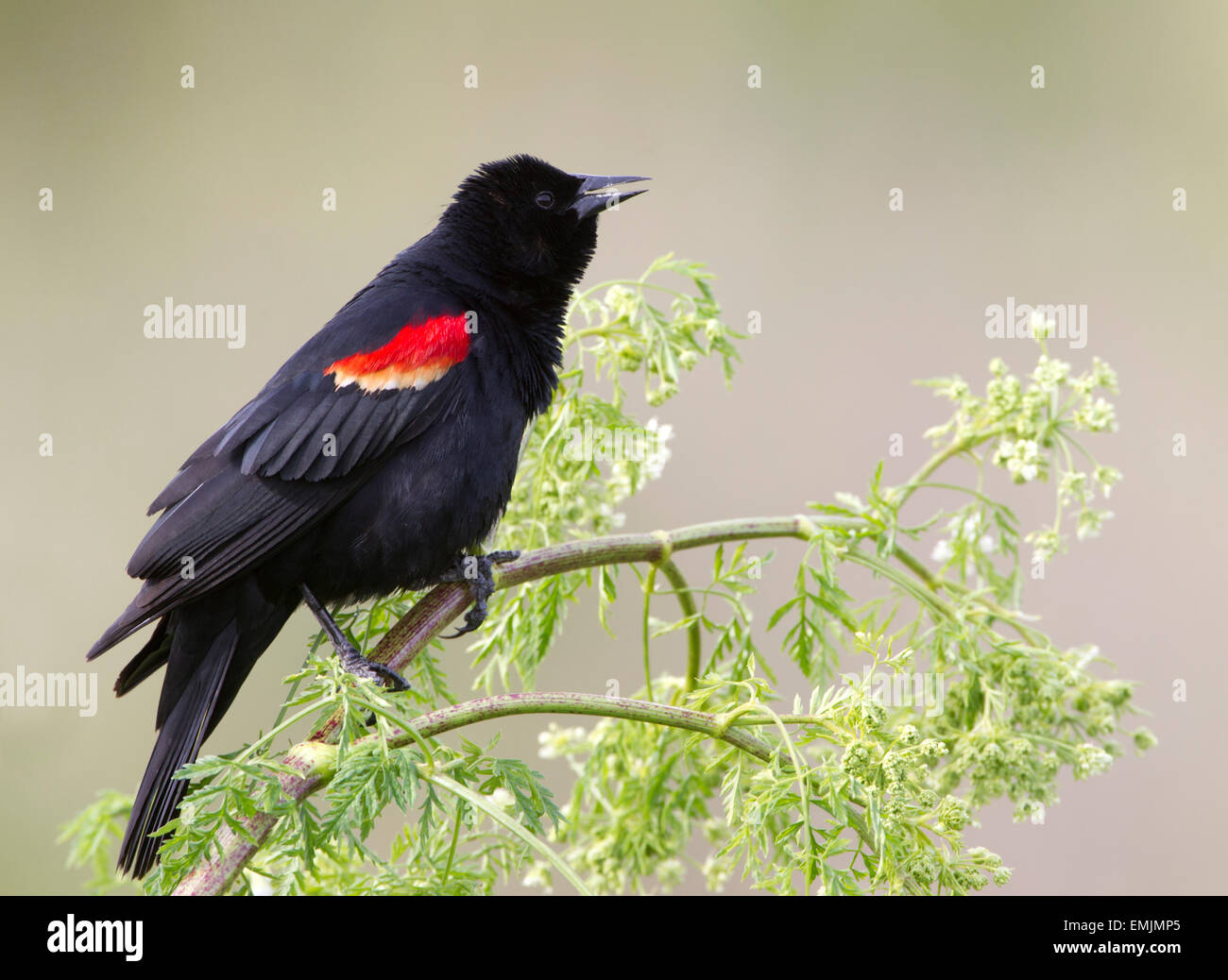 Red winged Blackbird Male Singing Stock Photo - Alamy