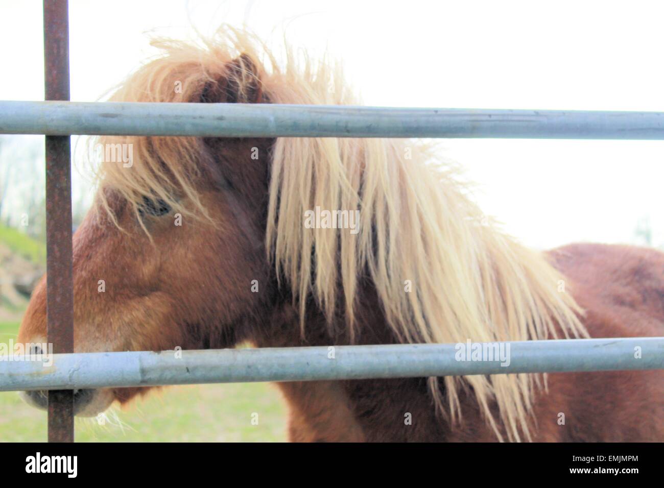 Horse pony field fence hi-res stock photography and images - Alamy